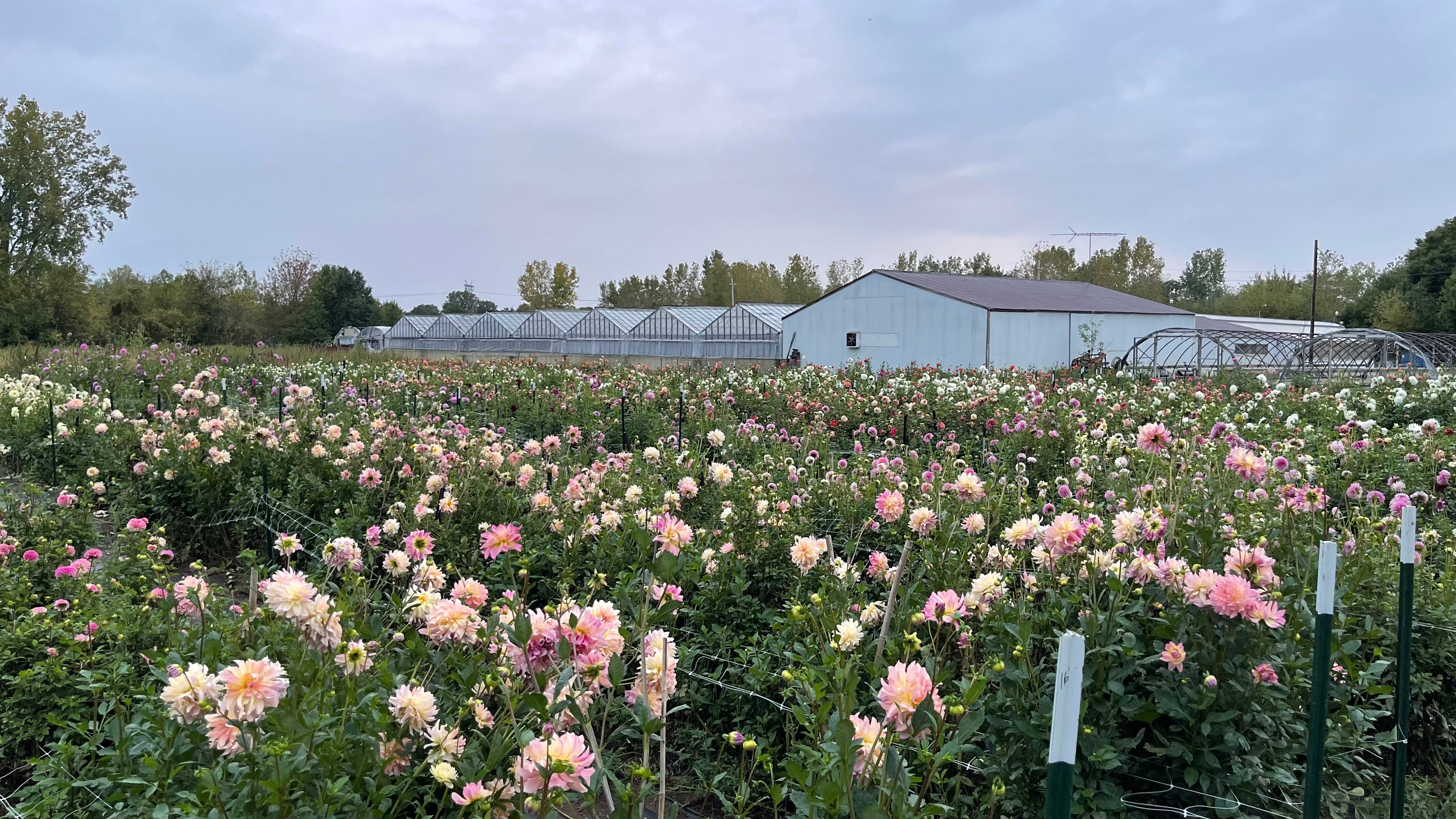 Growing Grace Dahlias Online Store