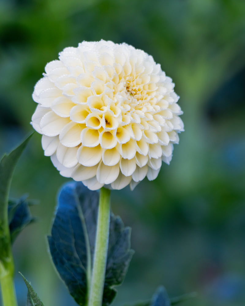 Creamy Growing Grace Dahlias
