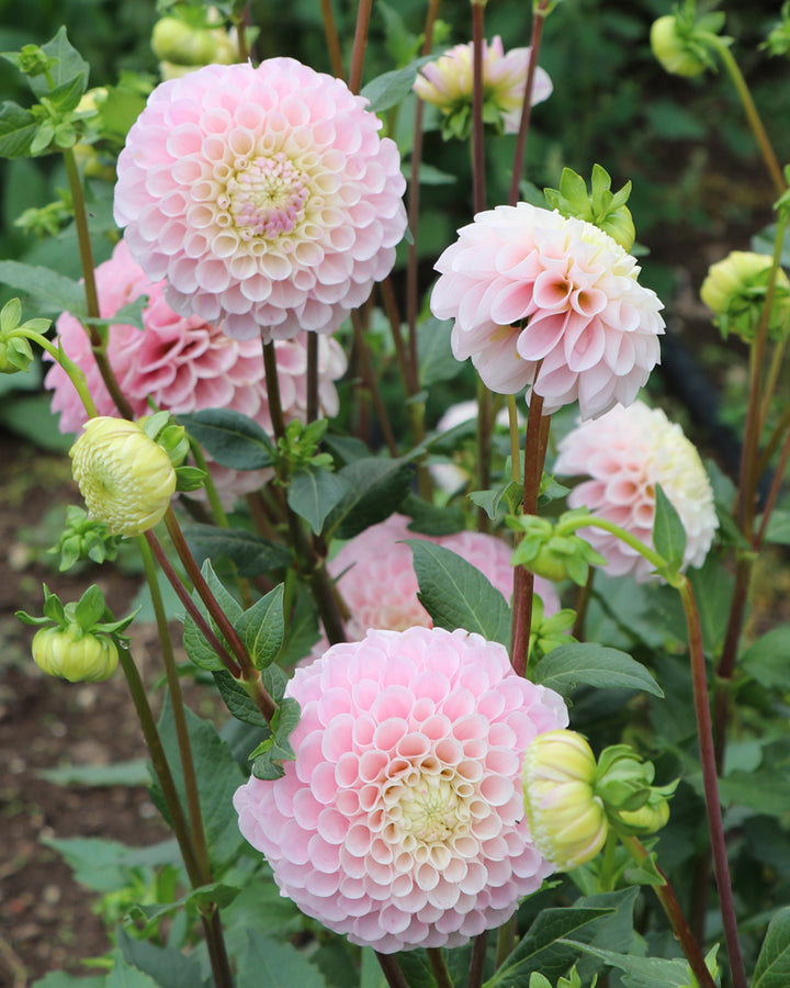 Products – Growing Grace Dahlias