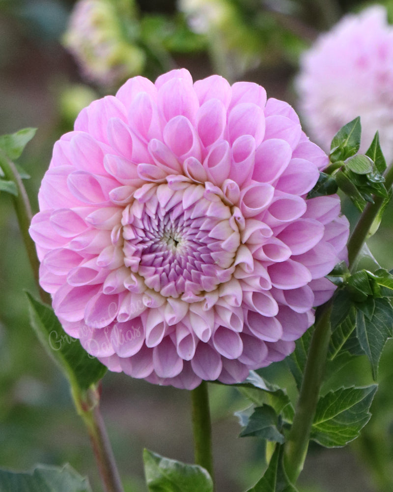 Products – Growing Grace Dahlias