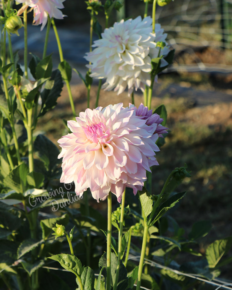 Bloomquist Compare – Growing Grace Dahlias