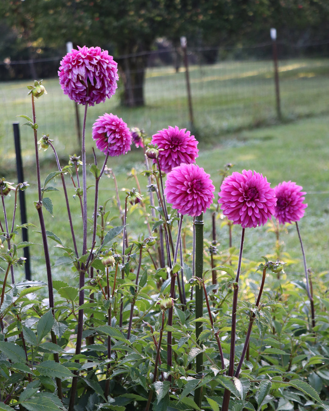 Bloomquist Pinwheel – Growing Grace Dahlias