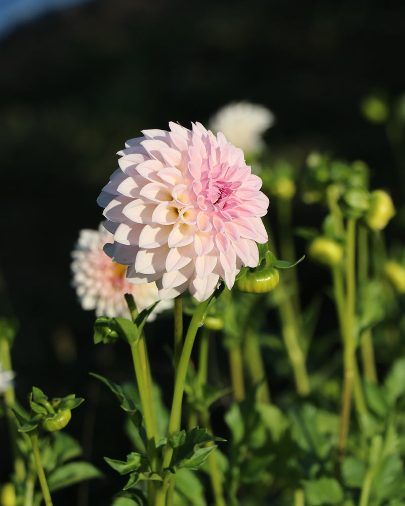 Bloomquist Tory P – Growing Grace Dahlias