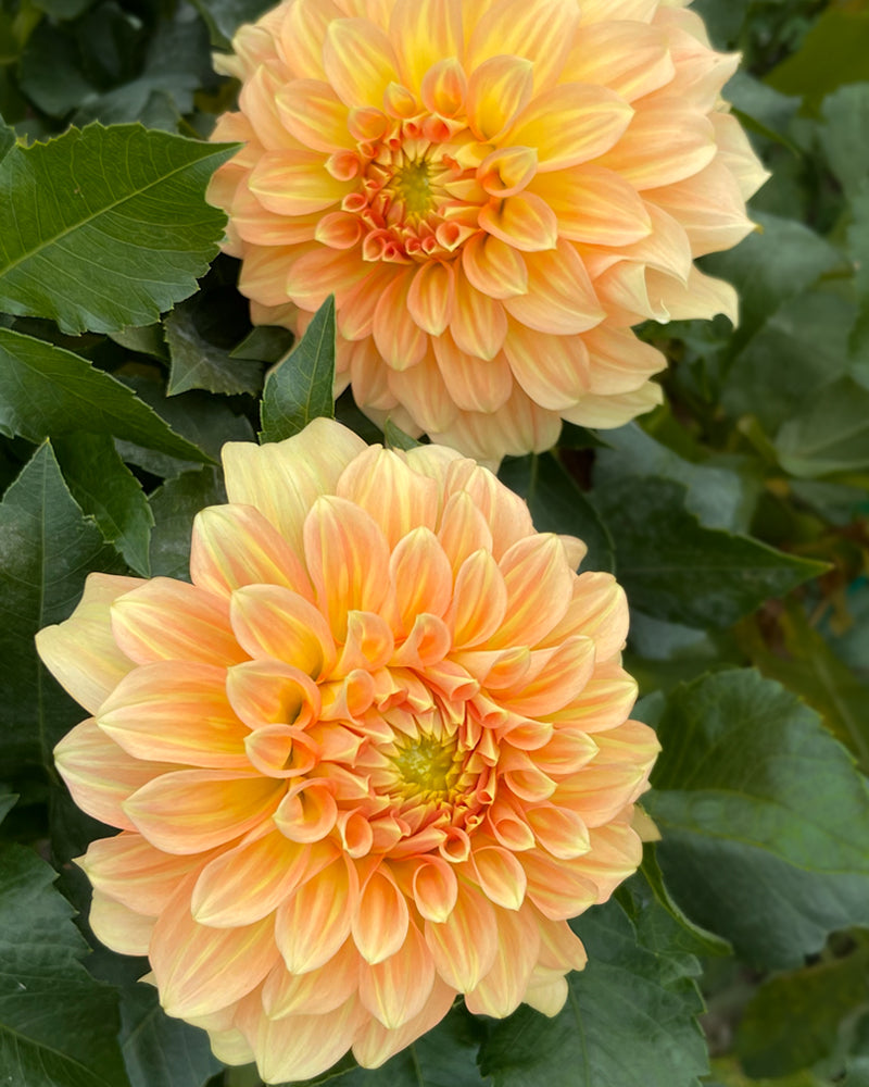 Products Page 2 Growing Grace Dahlias