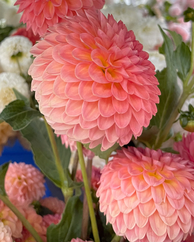 Products – Page 3 – Growing Grace Dahlias