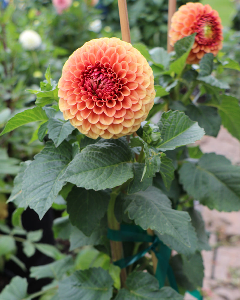 Hy Suntan – Growing Grace Dahlias