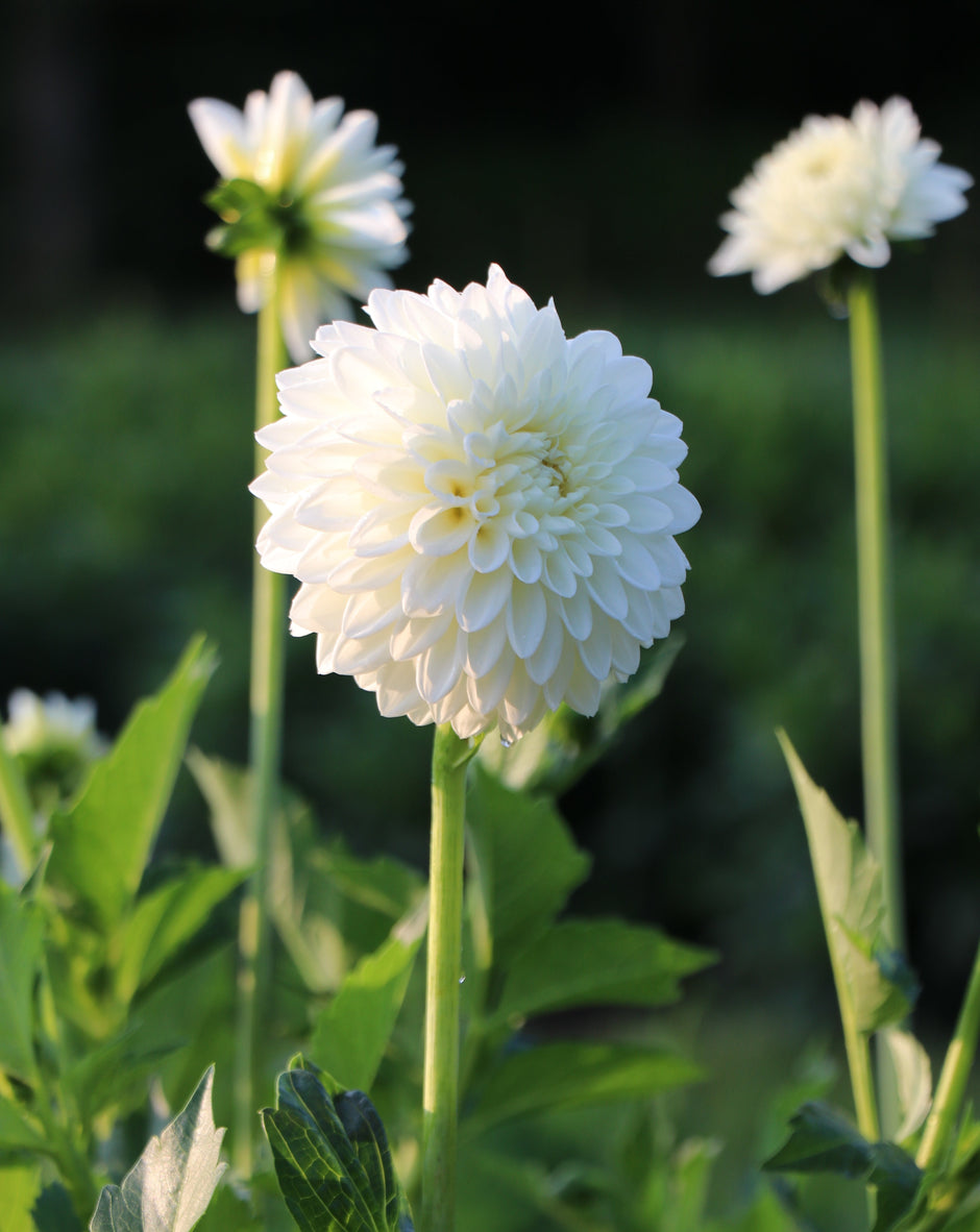 Products – Growing Grace Dahlias