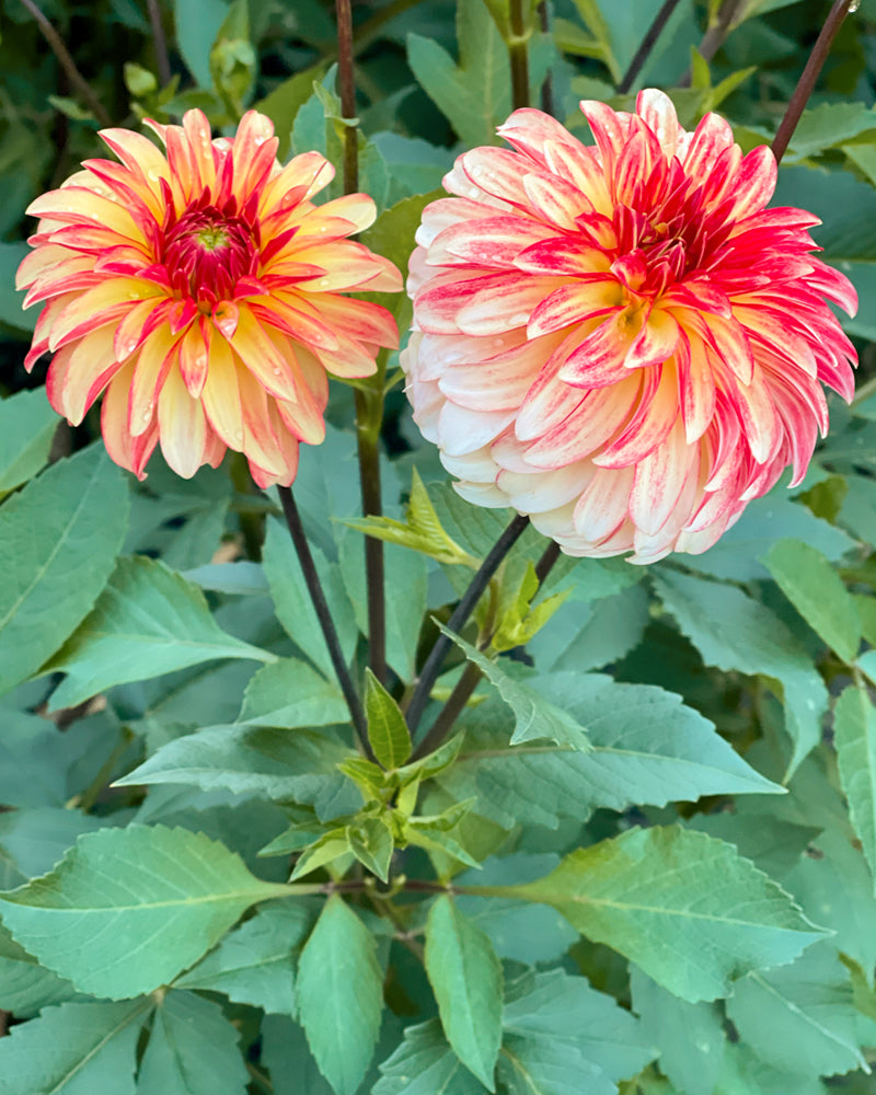 Irish Pinwheel – Growing Grace Dahlias