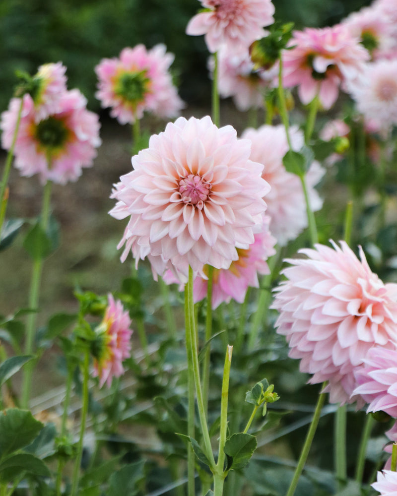 KA's Mocha Jake – Growing Grace Dahlias