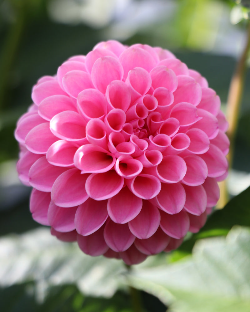 Rebecca Lynn Growing Grace Dahlias