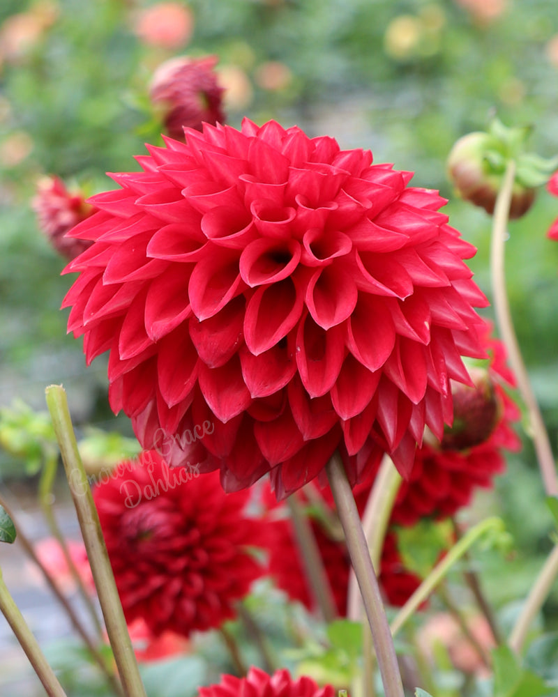Sheval Megan – Growing Grace Dahlias