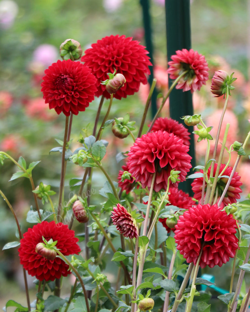 Sheval Megan – Growing Grace Dahlias
