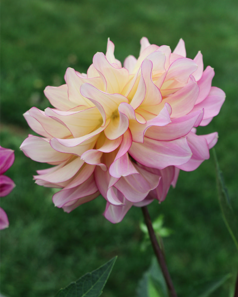 AC Twisp – Growing Grace Dahlias