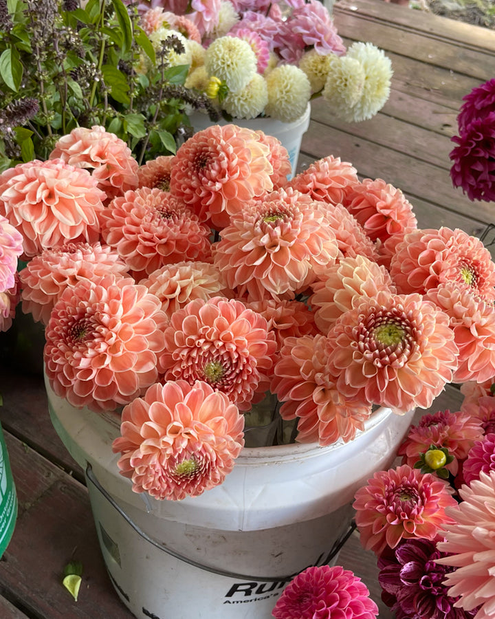 Products Page 3 Growing Grace Dahlias