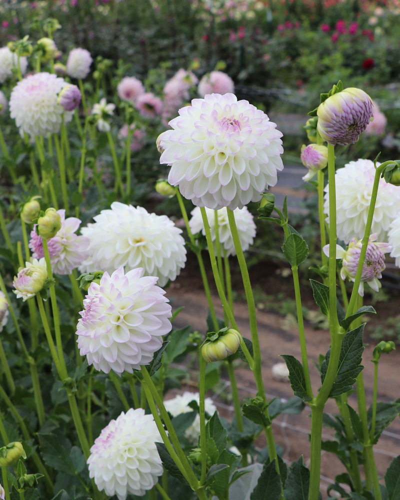 Gaylen Rose – Growing Grace Dahlias