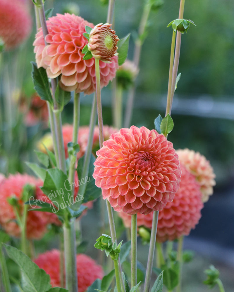 Ryecroft Jill – Growing Grace Dahlias